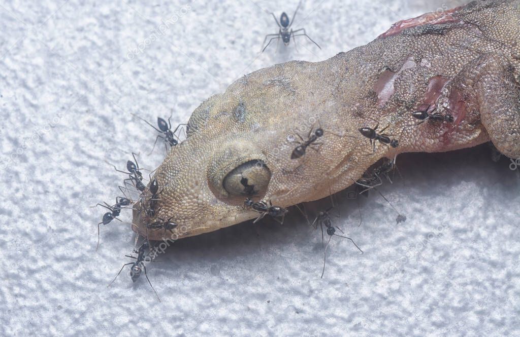 tiny black pavement ants feeding on the dead lizard 2022