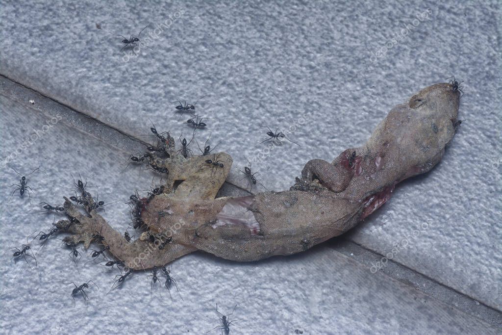 tiny black pavement ants feeding on the dead lizard 2022