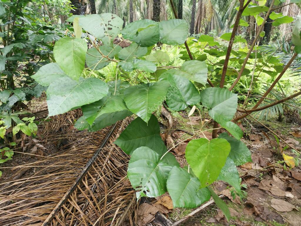 Planta silvestre de Macaranga tanarius en la plantación. 2024