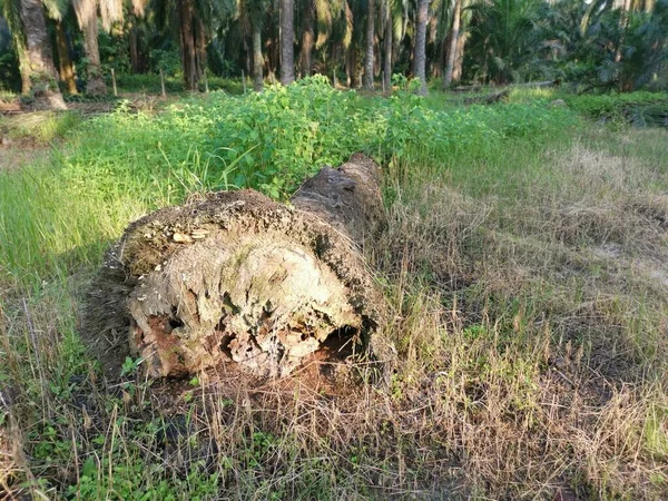 Tree in sugarcane farm Stock Photos, Royalty Free Tree in sugarcane ...