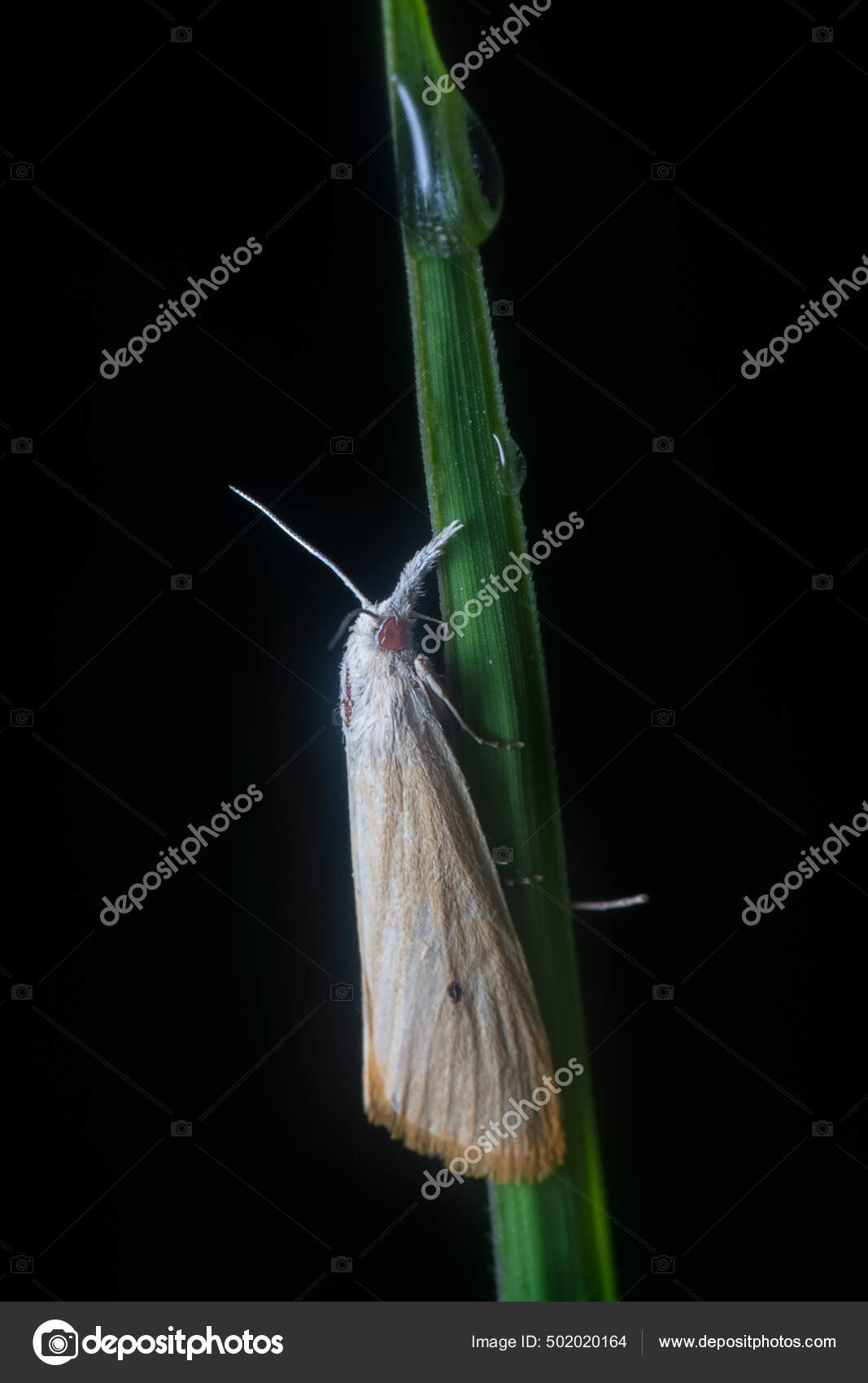 Close Shot Rice Yellow Stem Borer Moth — Stock Photo © sweemingyoung ...