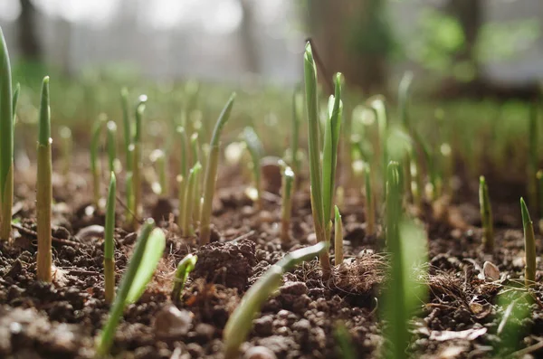 Young sprouts of lilies Images, Royalty-free Stock Young sprouts of ...