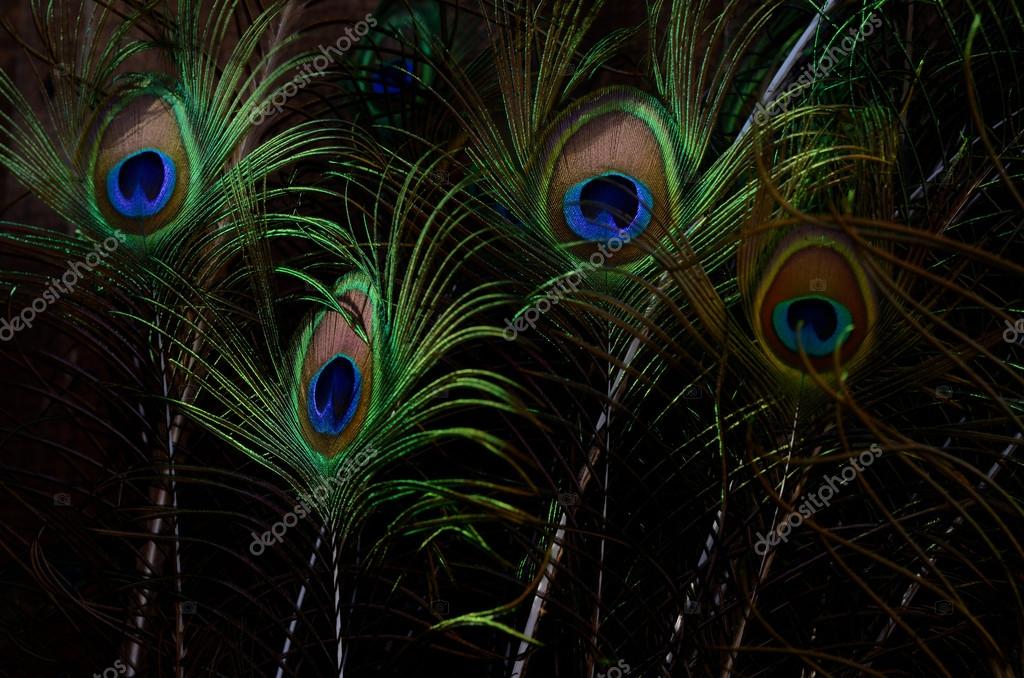 Beautiful Peacock feathers. Bird feather background — Stock Photo ...