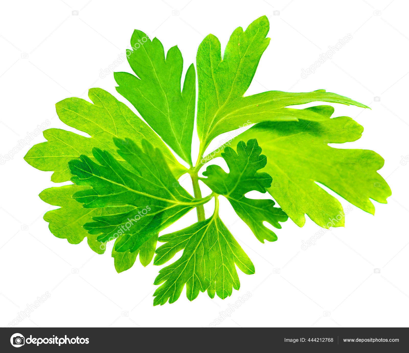 Parsley Leaf Isolated White Background Fresh Parsley Herb Top View Stock Illustration by ...