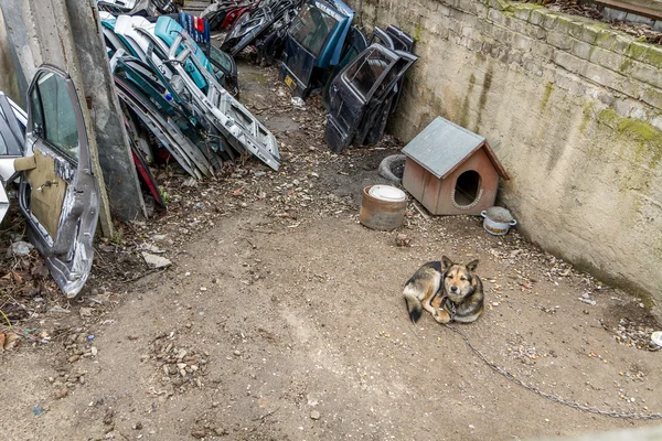 Dog keeper Stock Photos, Royalty Free Dog keeper Images | Depositphotos®