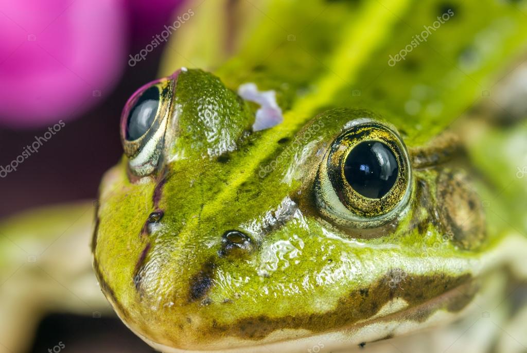 Pictures : frogs eyes | Frogs eyes close — Stock Photo © Geraldas1 ...