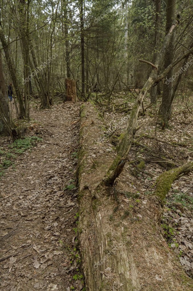 Fallen tree in forest — Stock Photo © Geraldas1 #79907714