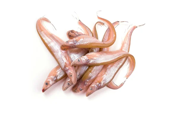 Sheatfish — Stock Photo © aedkaDPS #67354287