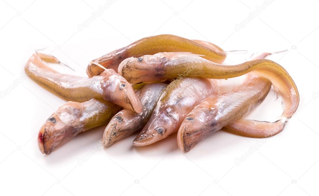 Sheatfish Stock Photo by ©aedkaDPS 67354219