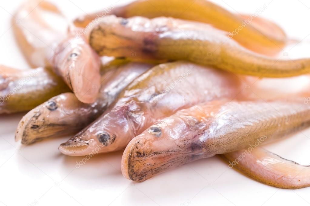 Sheatfish — Stock Photo © aedkaDPS #67354287