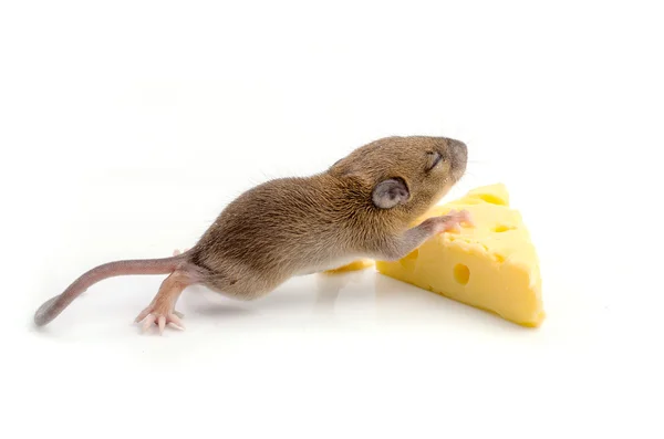 Swiss Cheese Mouse