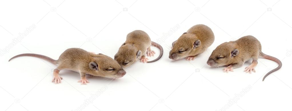 Cute wood mouse Stock Photos, Royalty Free Cute wood mouse Images ...
