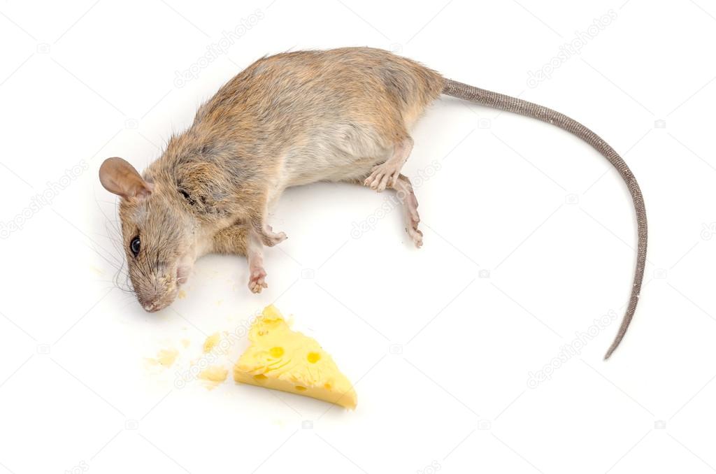 Swiss Cheese Mouse