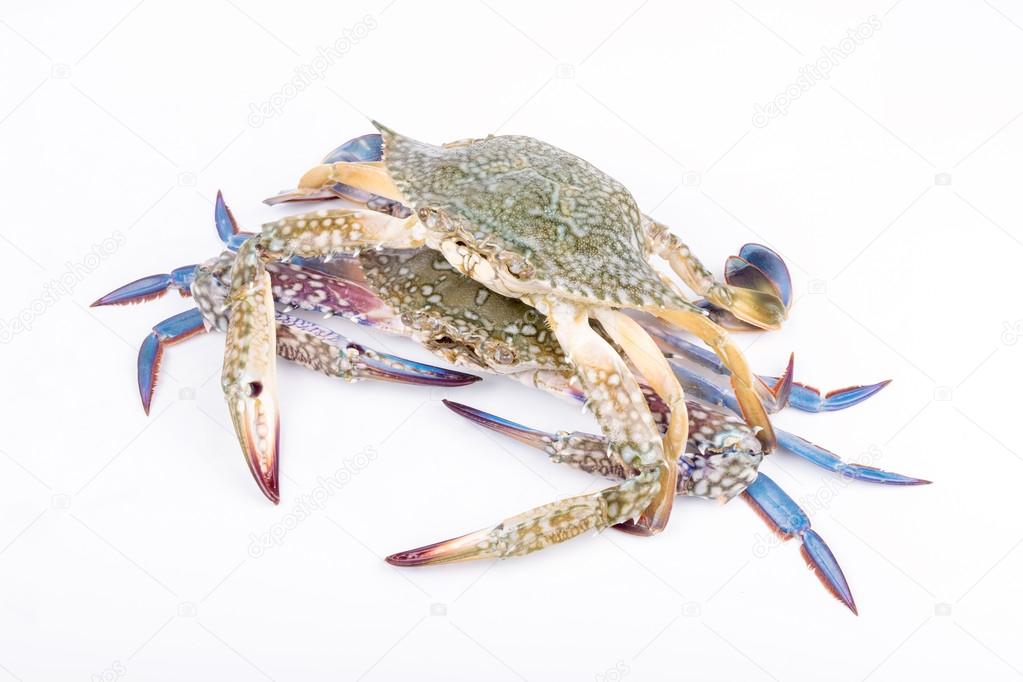 Blue crab — Stock Photo © aedkaDPS #74791063