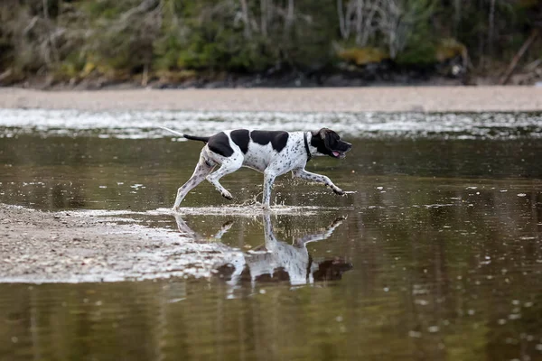 Puddle pointer Stock Photos, Royalty Free Puddle pointer Images ...
