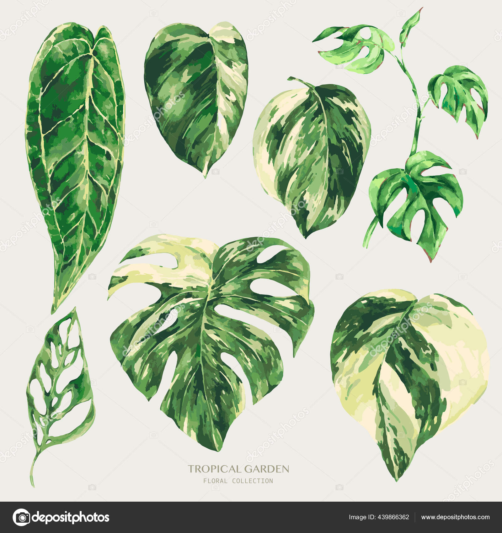 Vector Watercolor Tropical Green Leaves Monstera Variegated Greenery