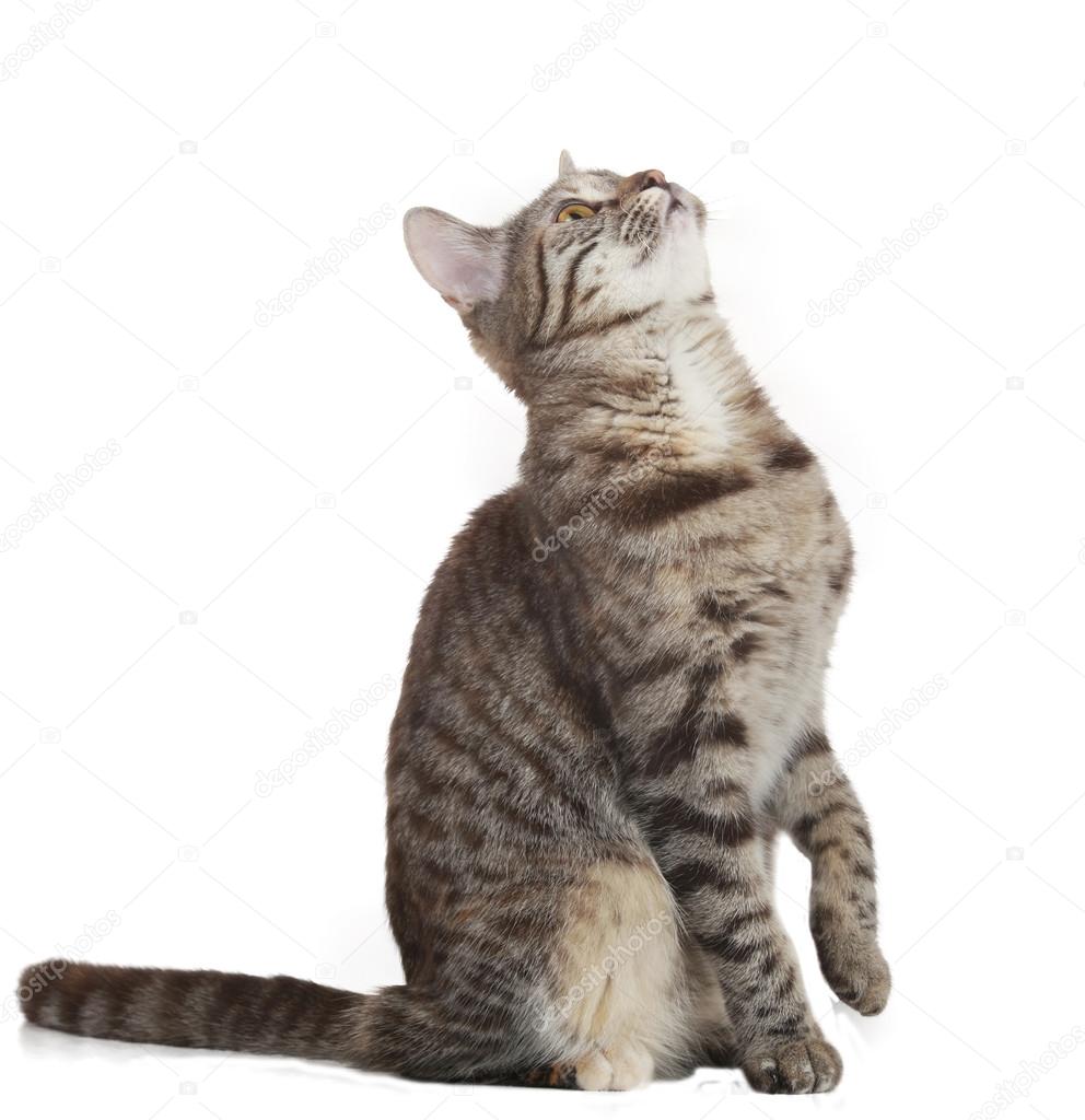 Cat Sitting Sideways