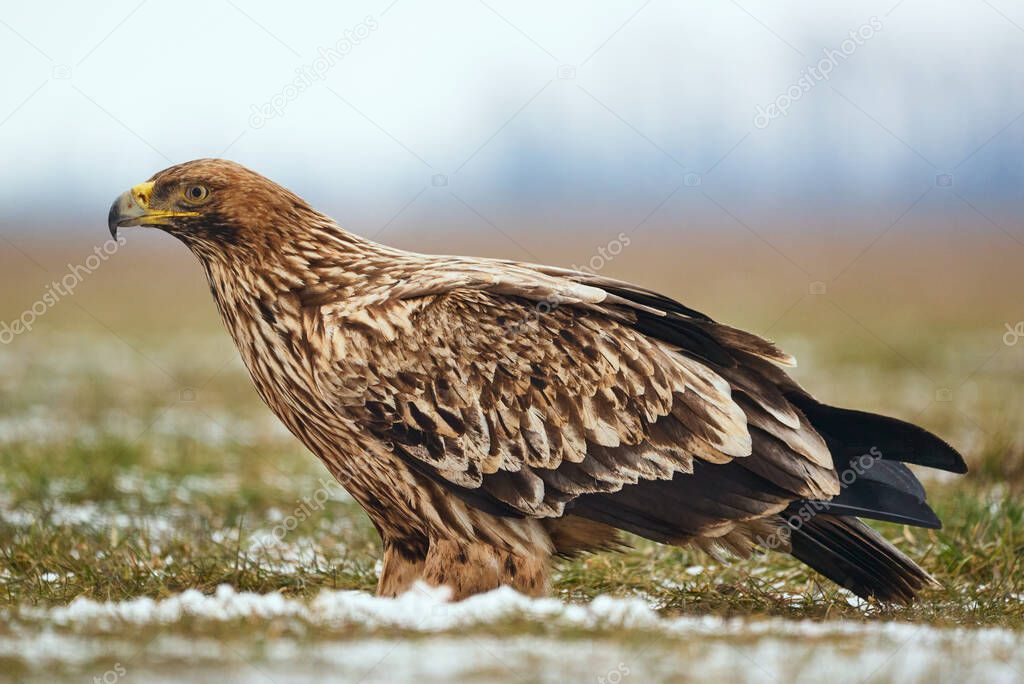 Águila imperial oriental - Aquila heliaca - gran ave rapaz protegida ...