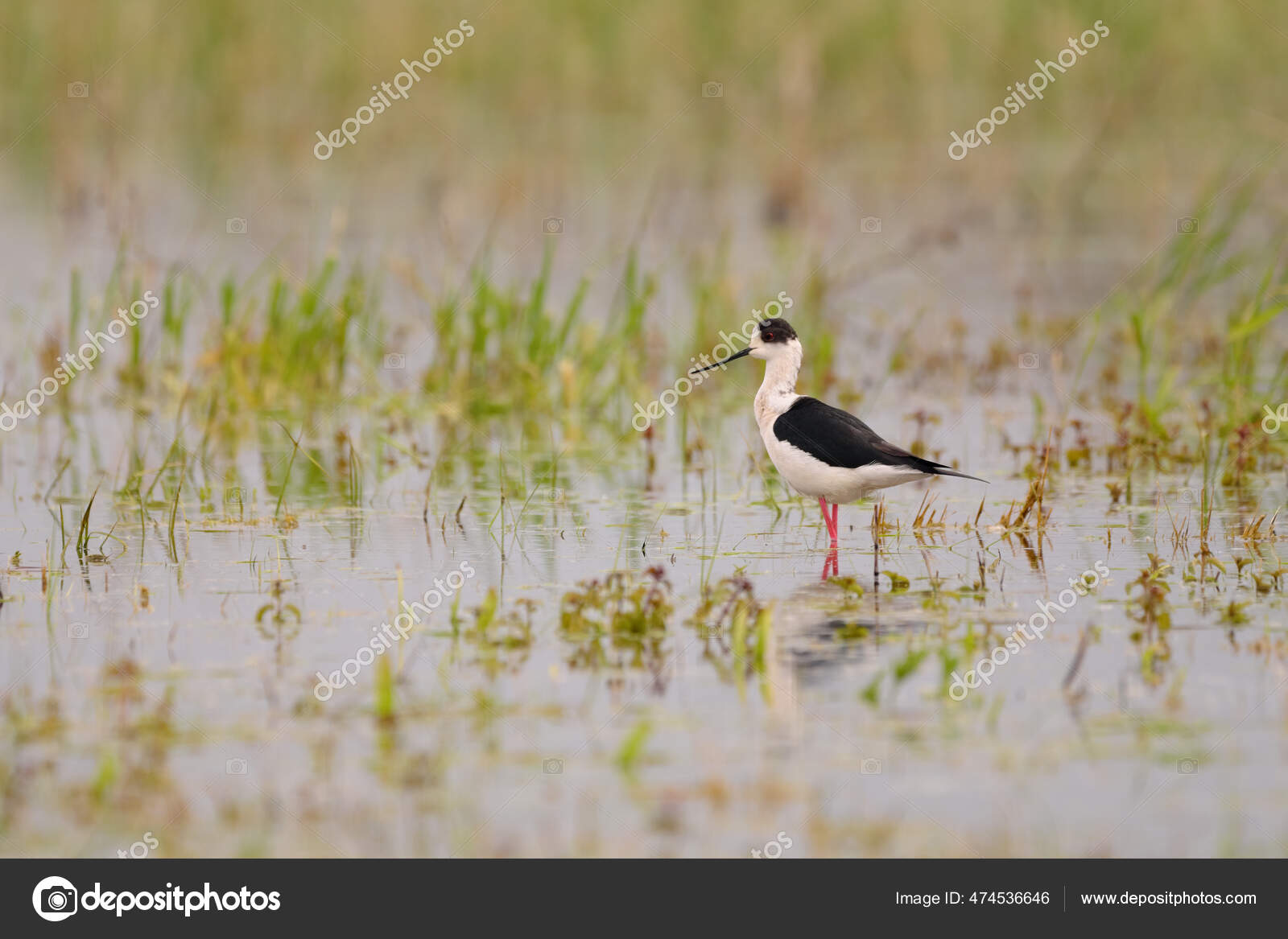 Zancada Alada Negra Himantopus Himantopus Vadeando Agua Patas Rojas Vadeo — Foto de stock ...