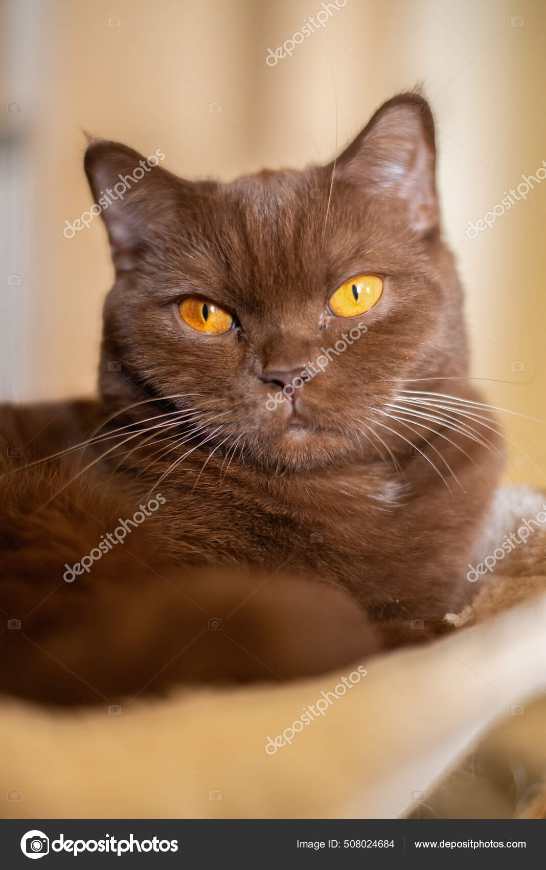British Shorthair Cats Cinnamon