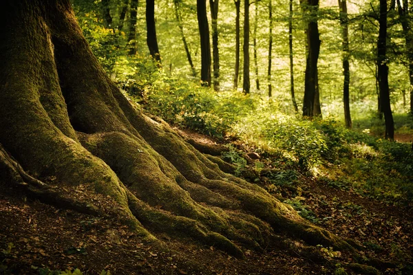 Trees big roots Stock Photos, Royalty Free Trees big roots Images ...