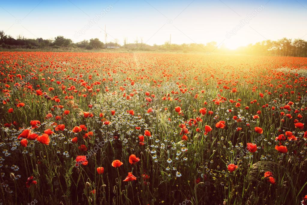 Summer poppy field Stock Photo by ©linux1987 75393307