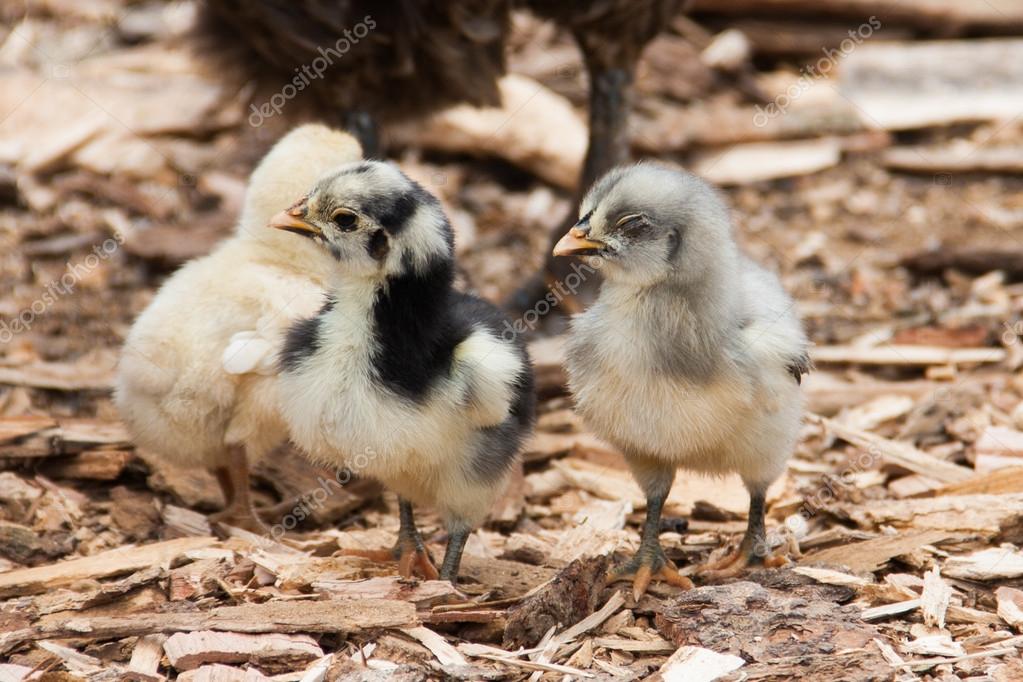 Group baby chickens Stock Photo by ©chartcameraman 53732463