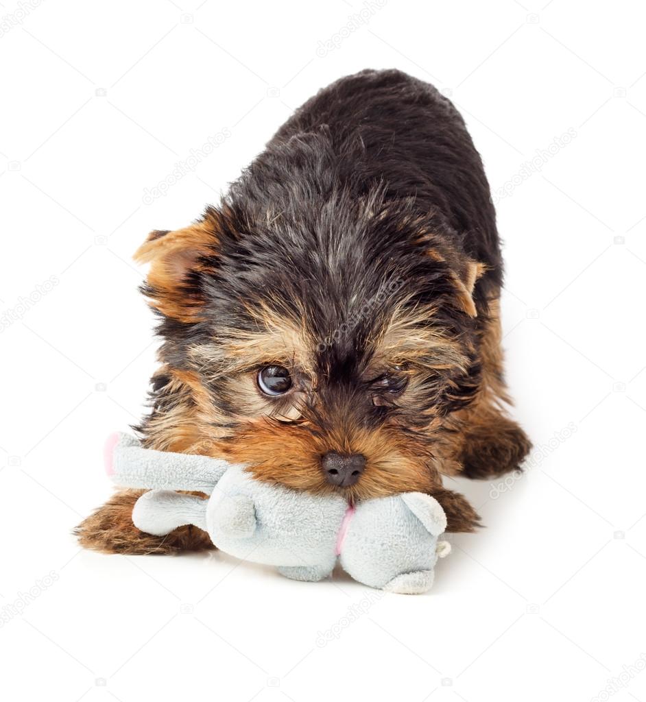 Yorkshire Terrier puppy playing with toy — Stock Photo © Martina_L ...