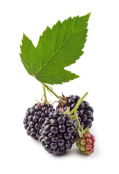 Black Raspberry Clip Art