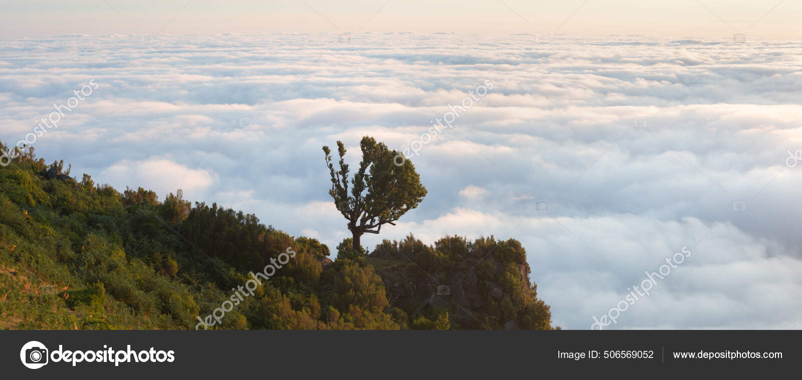 Magical Endemic Laurel Trees Fanal Laurisilva Forest Madeira World ...