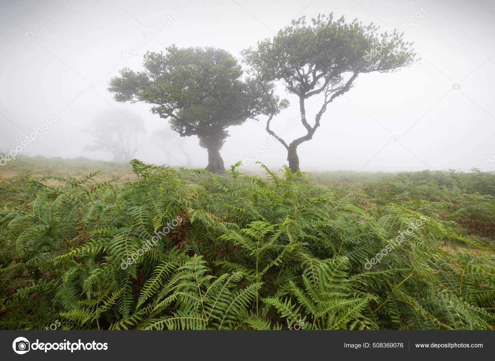 Magical Endemic Laurel Trees Fanal Laurisilva Forest Madeira World ...