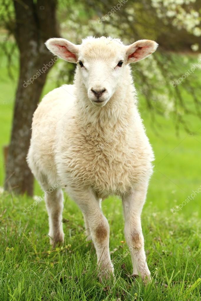 White Sheep