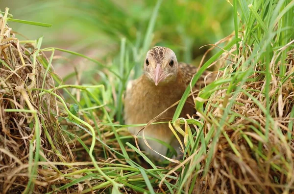 Corncrake Stock Photos, Royalty Free Corncrake Images | Depositphotos®