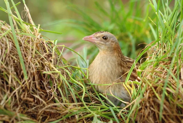 Corncrake Stock Photos, Royalty Free Corncrake Images | Depositphotos®