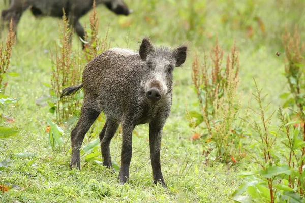 Javelina in Arizona Stock Photo by ©twildlife 89409056