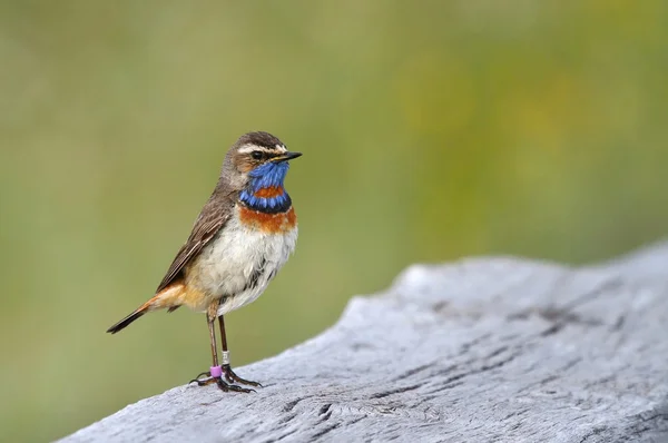 The nightingale Stock Photos, Royalty Free The nightingale Images ...