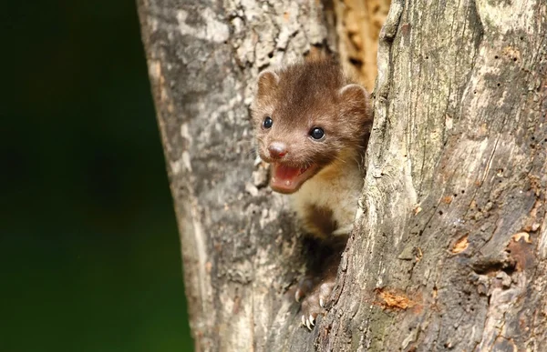 Weasel Stock Photos, Royalty Free Weasel Images | Depositphotos