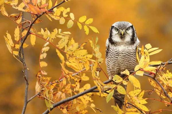 Fall Owl Background