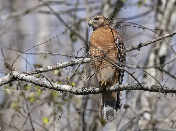 Red shouldered hawk Stock Photos, Royalty Free Red shouldered hawk ...