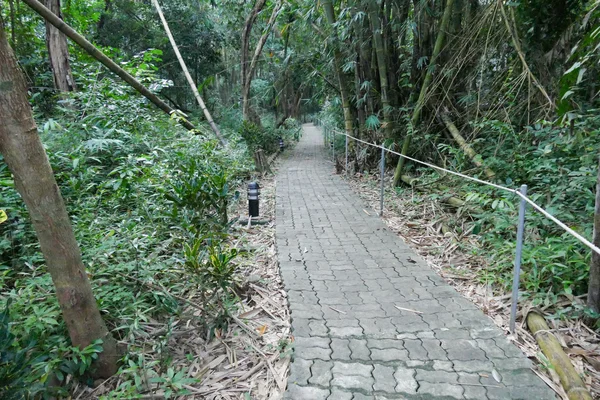 Jungle track Stock Photos, Royalty Free Jungle track Images | Depositphotos