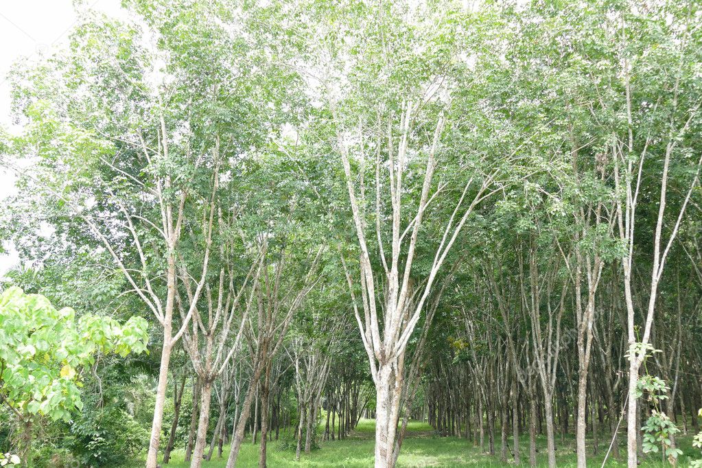 Rubber tree orchard in Thailand — Stock Photo © psisaa #79780514