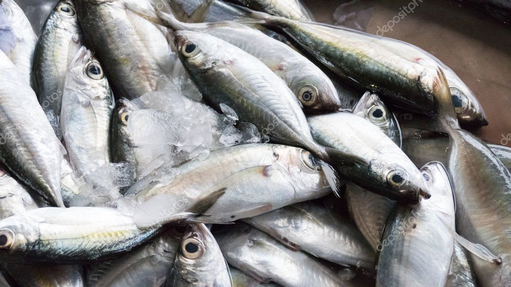 pescado a la venta en el mercado local 2024