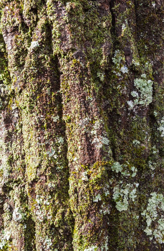 Wood grain bark texture — Stock Photo © TravisPhotowork #100360856