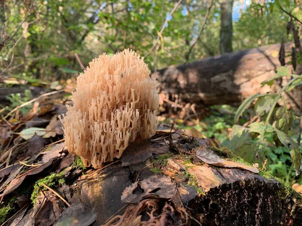 Lion mane mushroom Stock Photos, Royalty Free Lion mane mushroom Images ...