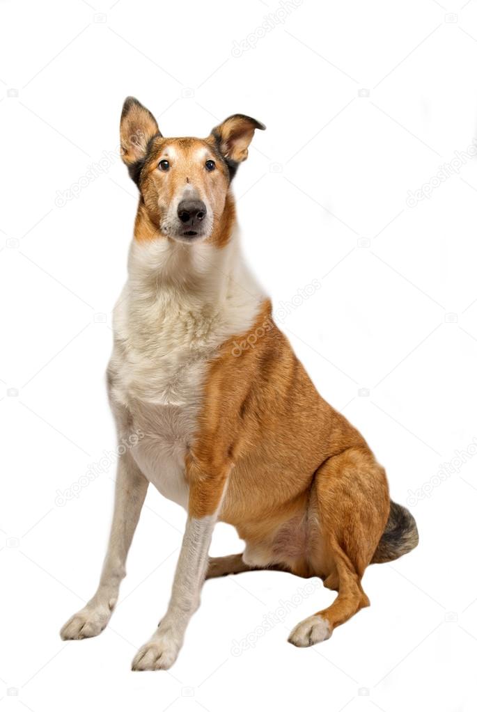 White Smooth Collie