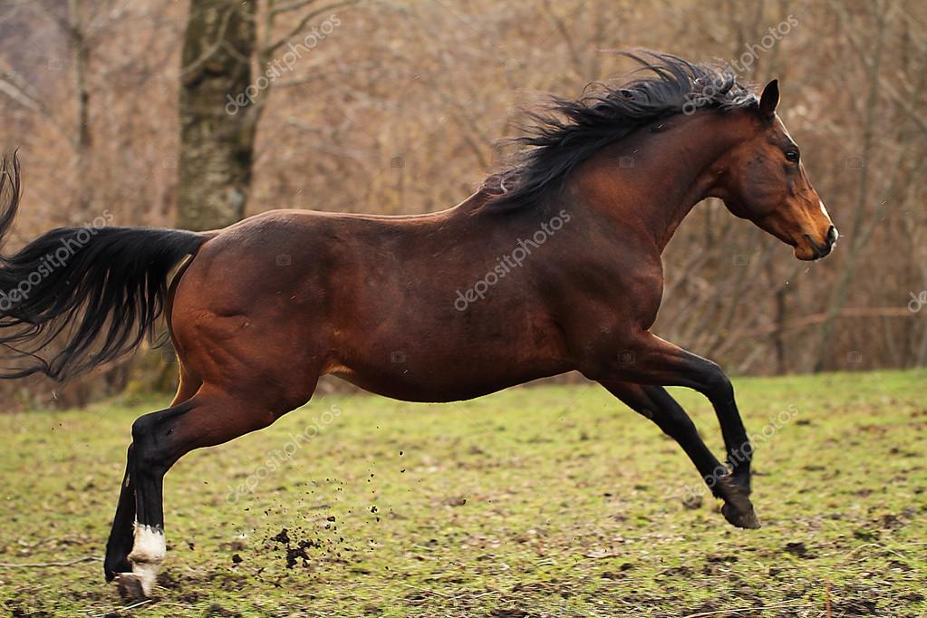 Bay American Quarter Horse