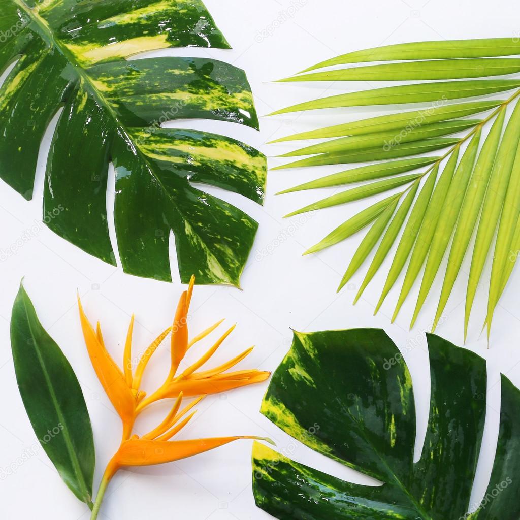 With Tropical Plant Guide