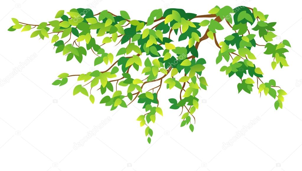 branche d'arbre vert — Image vectorielle Merggy © #65015835