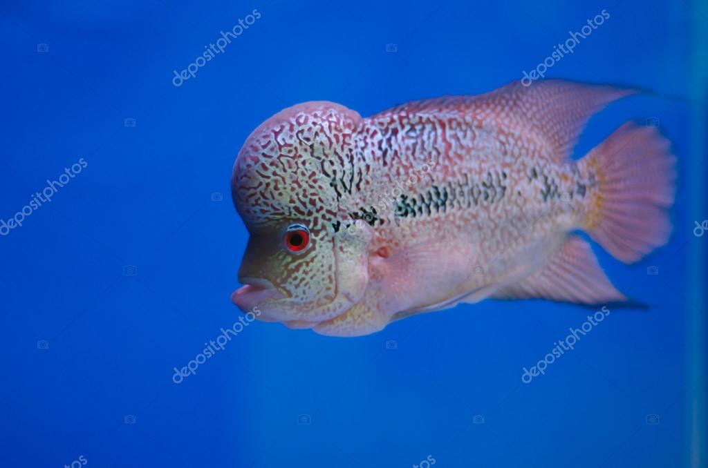 Flowerhorn fish Stock Photo by ©oilchai 56733881