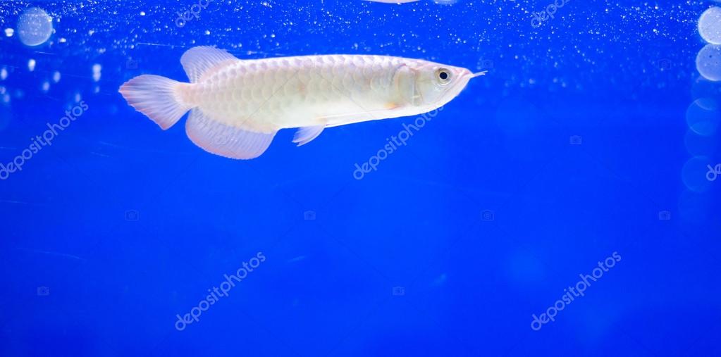 Blue Malayan Arowana